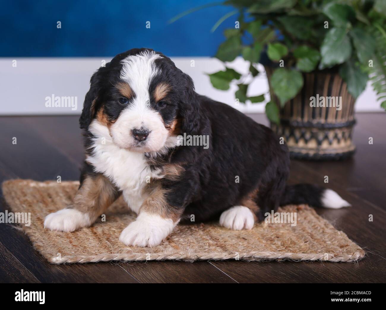 F1 Tri-colored Miniature Bernedoodle Puppy in room with blue wall Stock ...