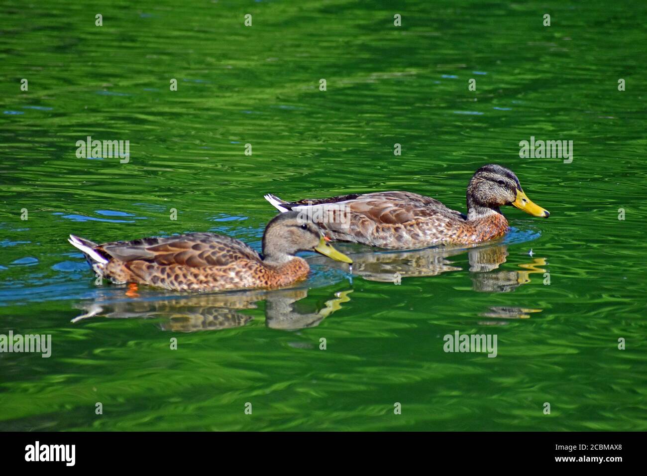 Two Mallard hens perform a swim-by Stock Photo - Alamy