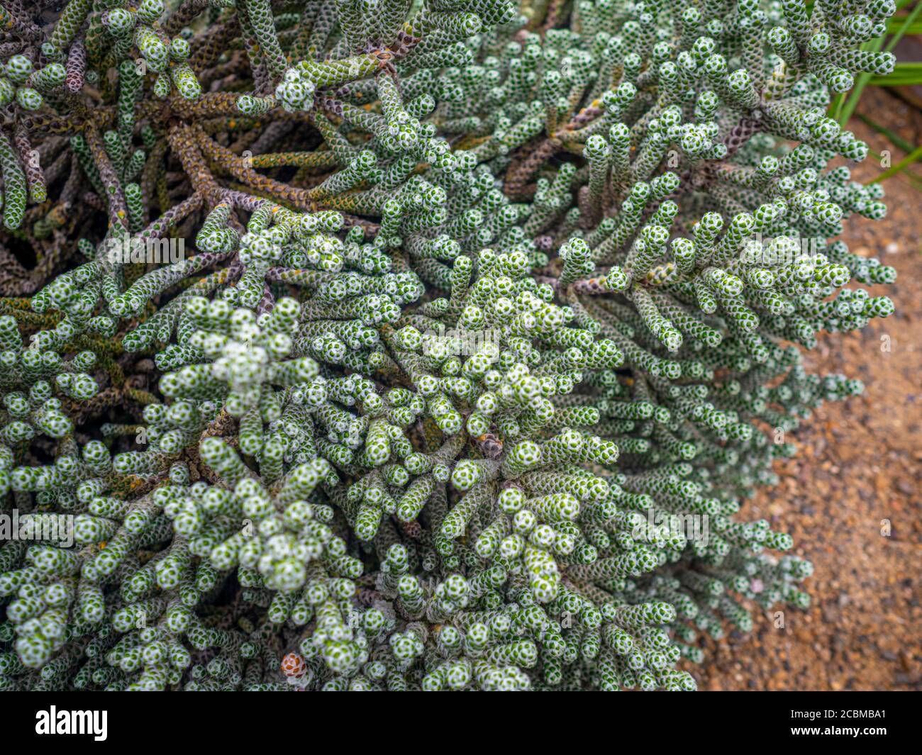 Close-up of the alpine plant, Ozothamnus coralloides, commonly know as ...