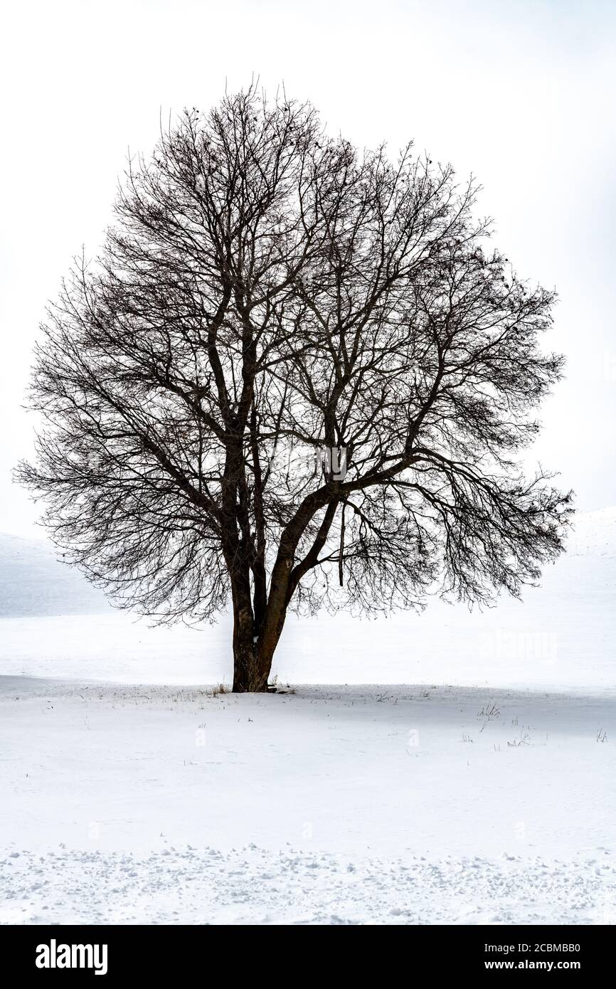 Tree in the Snow Stock Photo - Alamy