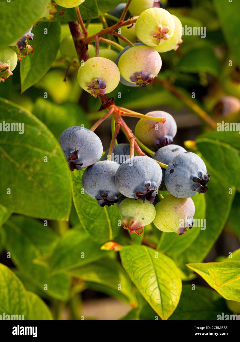 Ripe and unripe blueberries growing on a bush, in a UK garden Stock ...