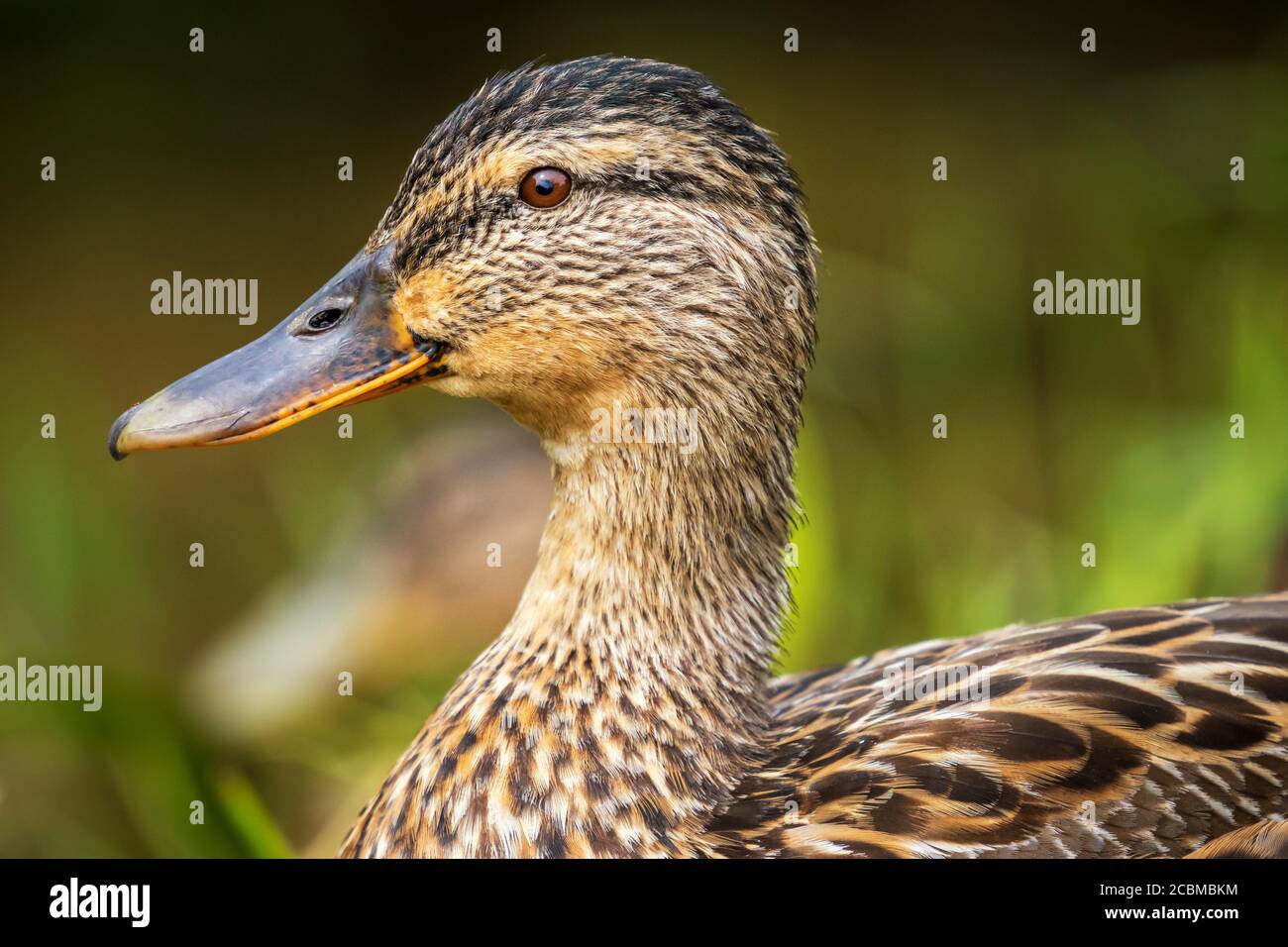Mallard head hi-res stock photography and images - Alamy