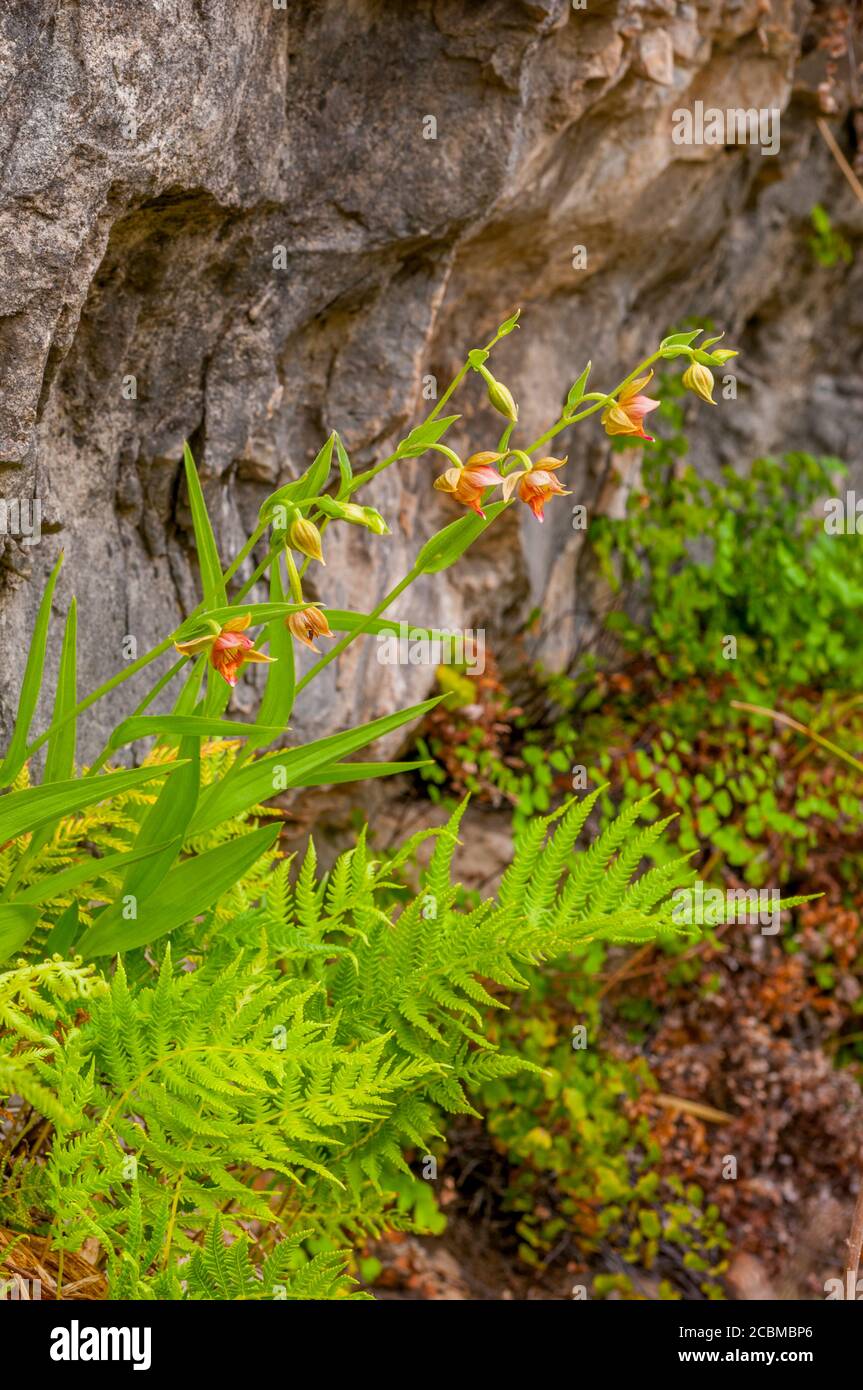 A Stream Orchid (Epipactis gigantea), or Chatterbox Orchid, or Giant ...