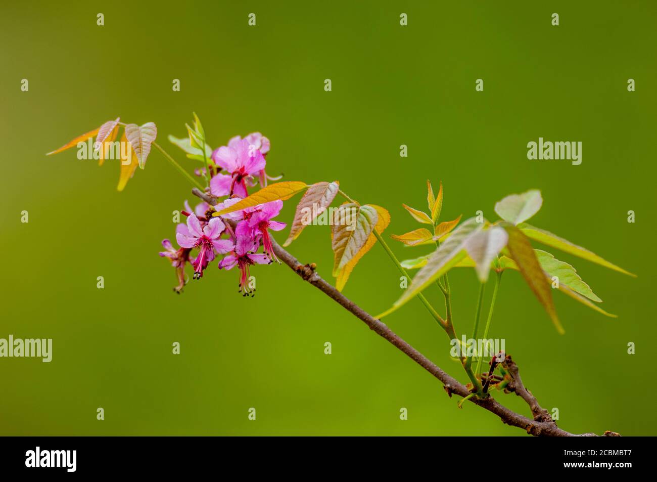 A flowering Mexican buckeye tree, Ungnadia speciosa, in the Hill ...