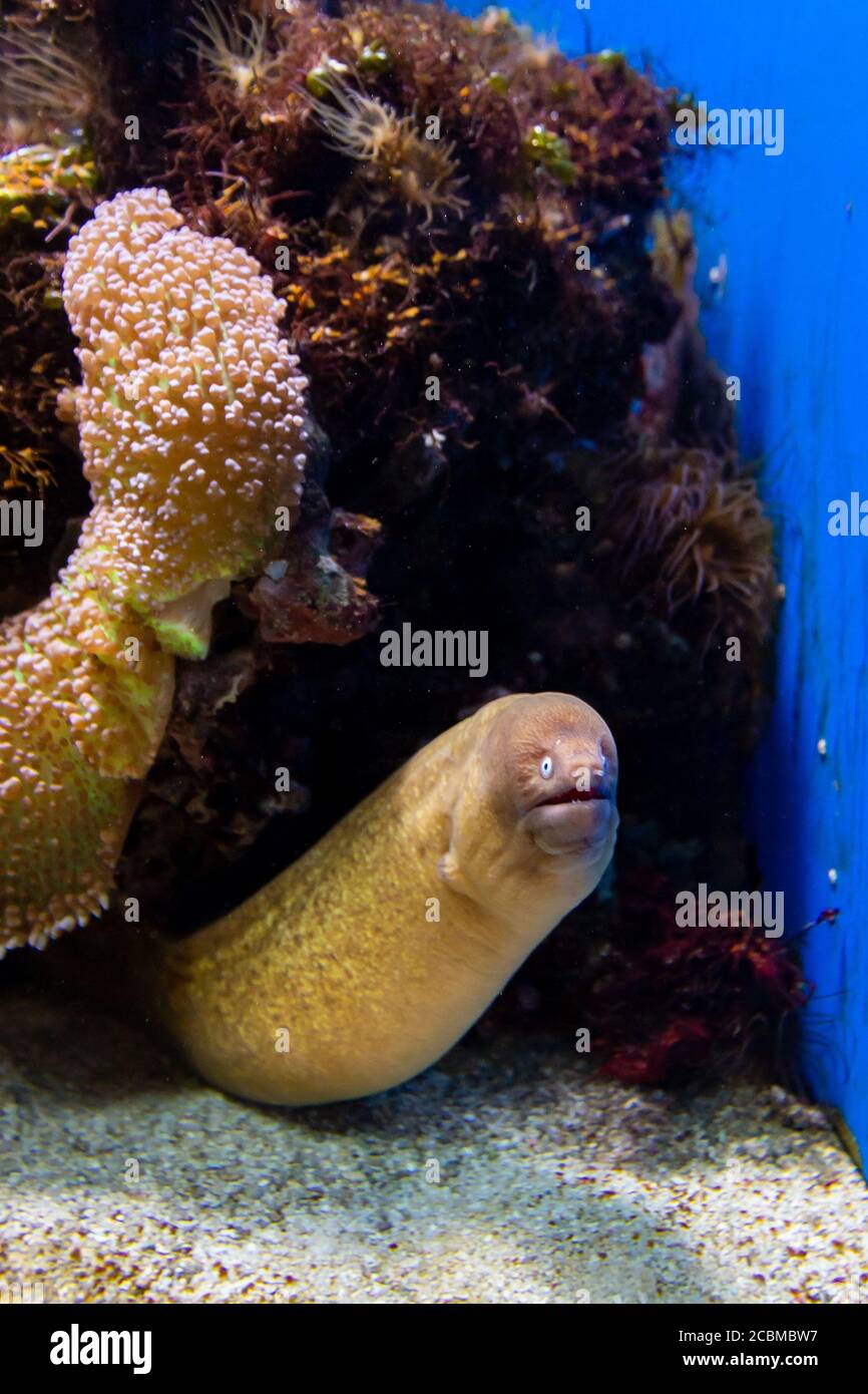 Closeup vertical shot of a moray eel in the aquarium Stock Photo - Alamy