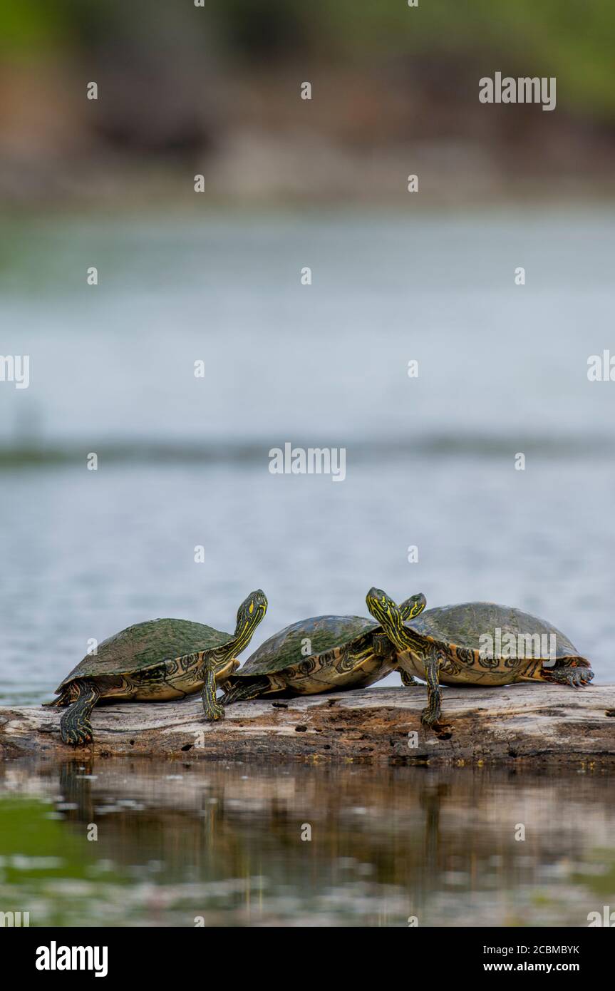 A river cooter (Pseudemys concinna) turtles sunning themselves sitting ...