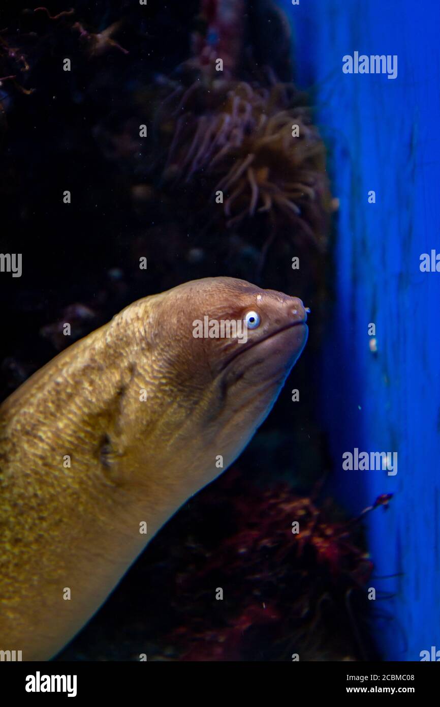 Closeup vertical shot of a moray eel in the aquarium Stock Photo - Alamy