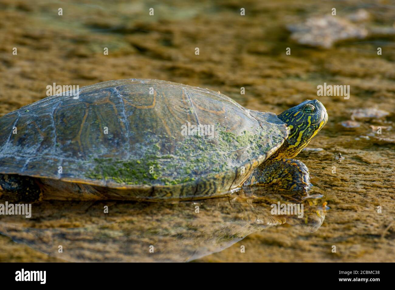 A river cooter (Pseudemys concinna) turtle in a small river in the Hill ...