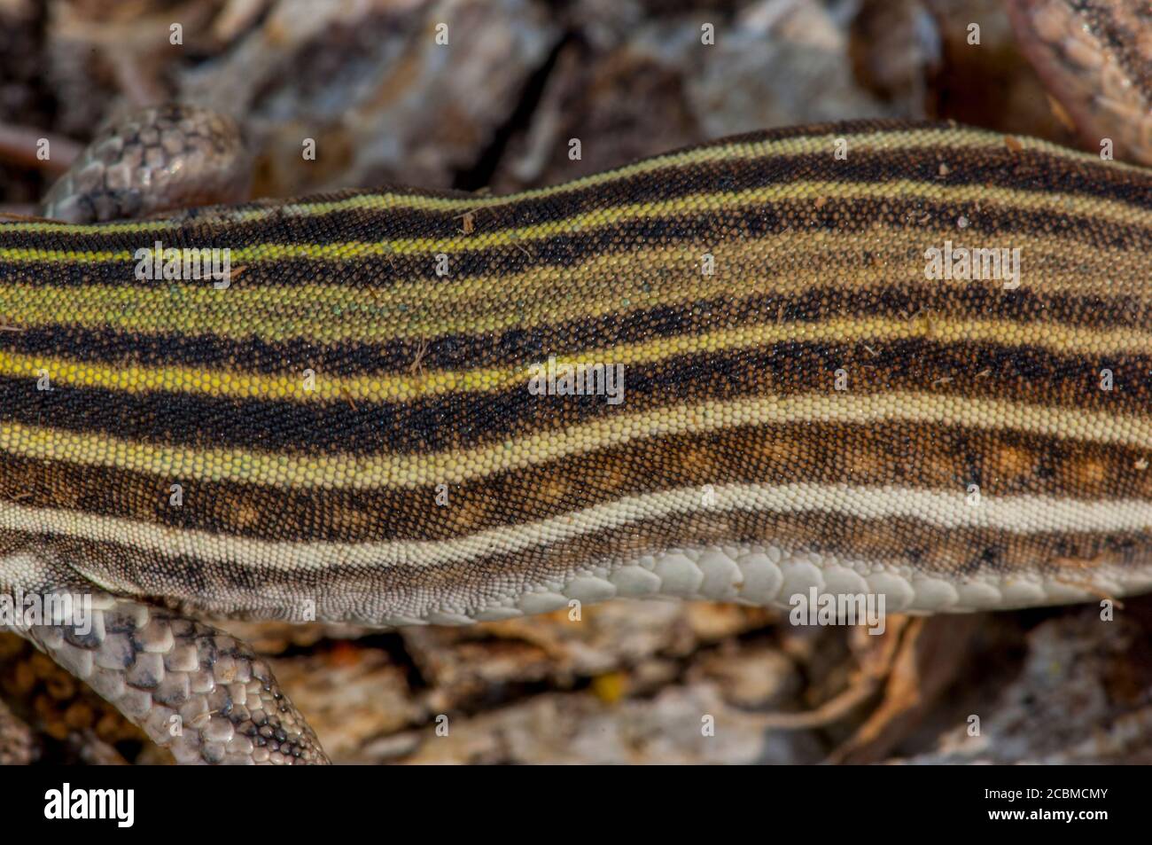 Texas spotted whiptail lizard hi-res stock photography and images - Alamy