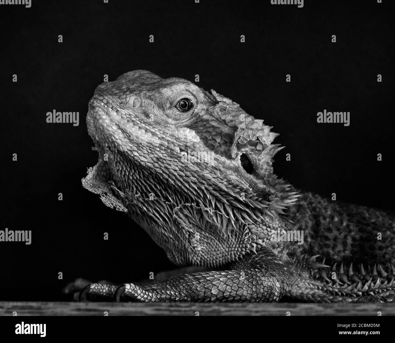 Reptile shedding skin Black and White Stock Photos & Images - Alamy