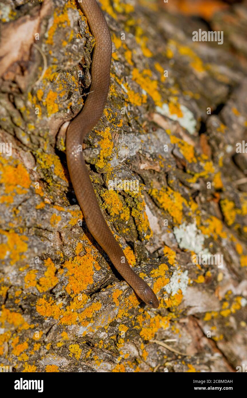 Rough earth snake hi-res stock photography and images - Alamy