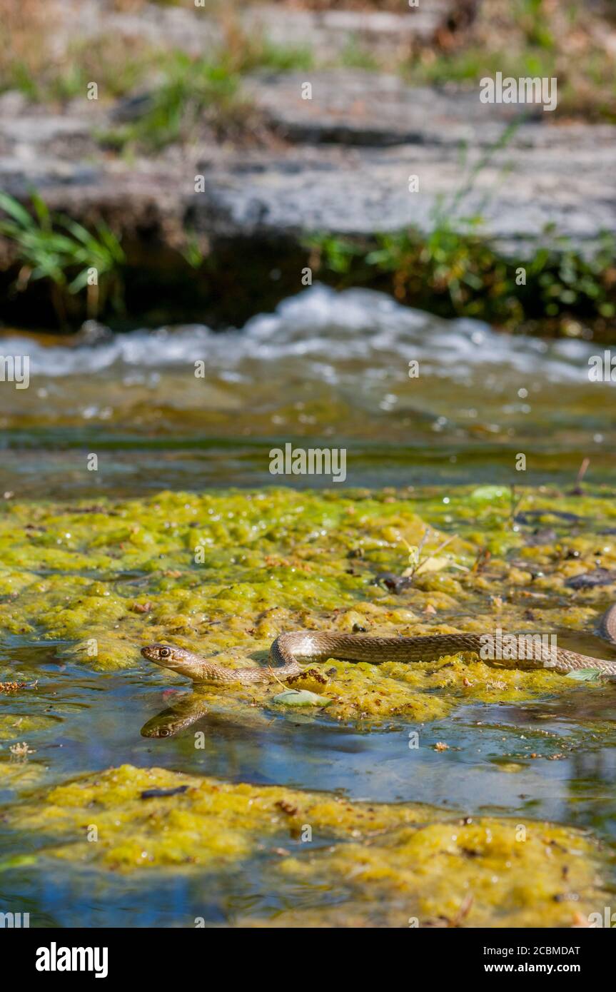 A western coachwhip snake is swimming in a river in the Hill Country of ...