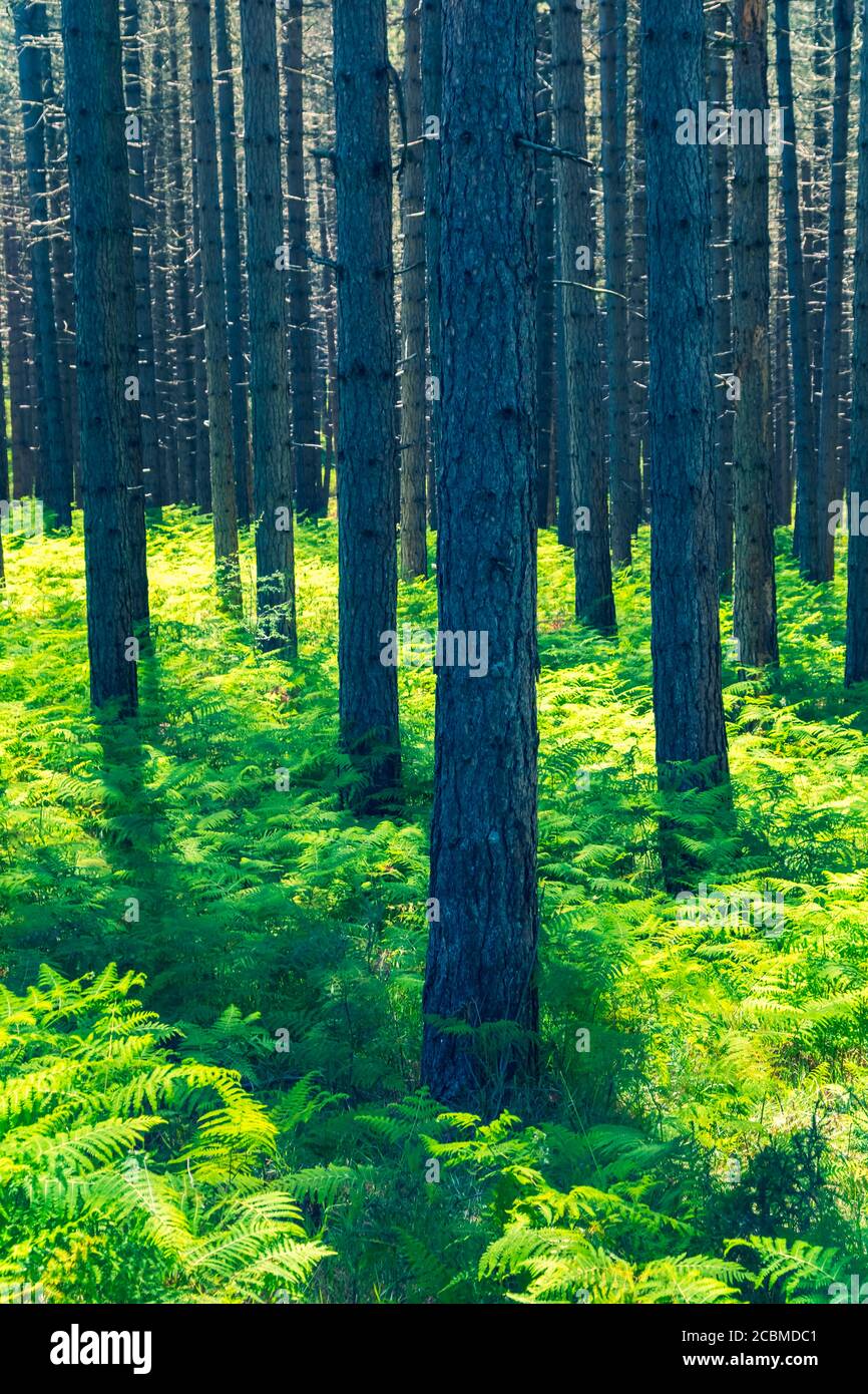 Pine trees forest and ferns Stock Photo - Alamy