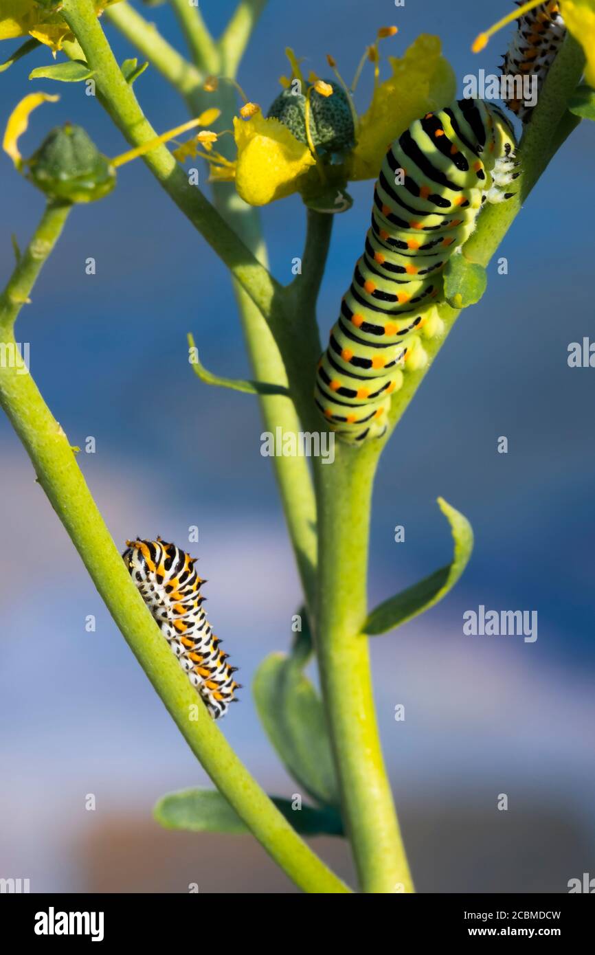 Old World swallowtail caterpillar (Papilio machaon Stock Photo - Alamy
