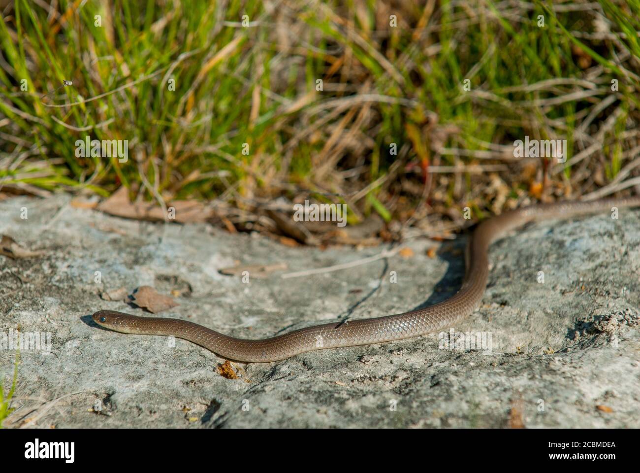 A Rough earth snake (Viriginia striatula) is crawling over a rock in ...