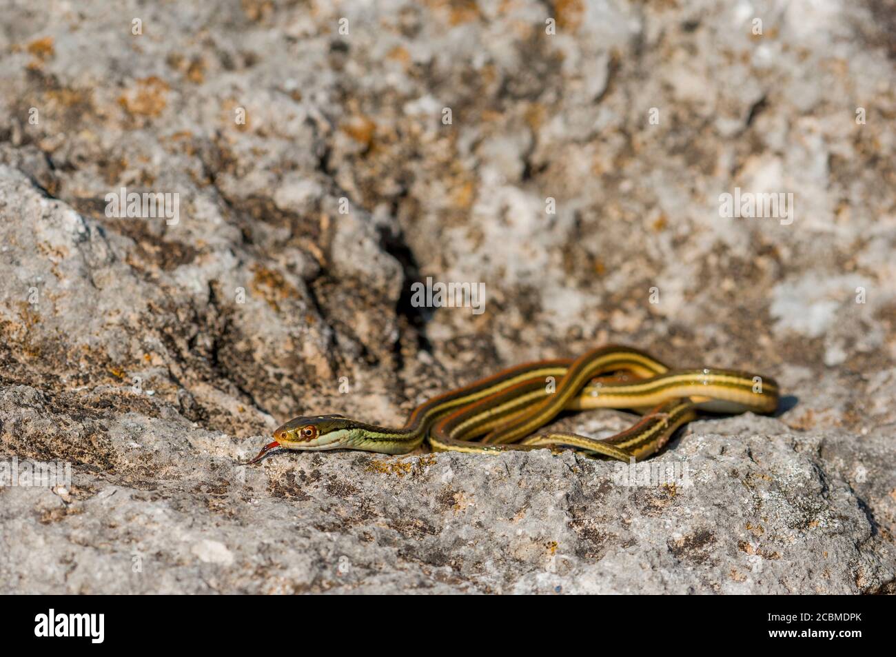 Texas garter snake hi-res stock photography and images - Alamy