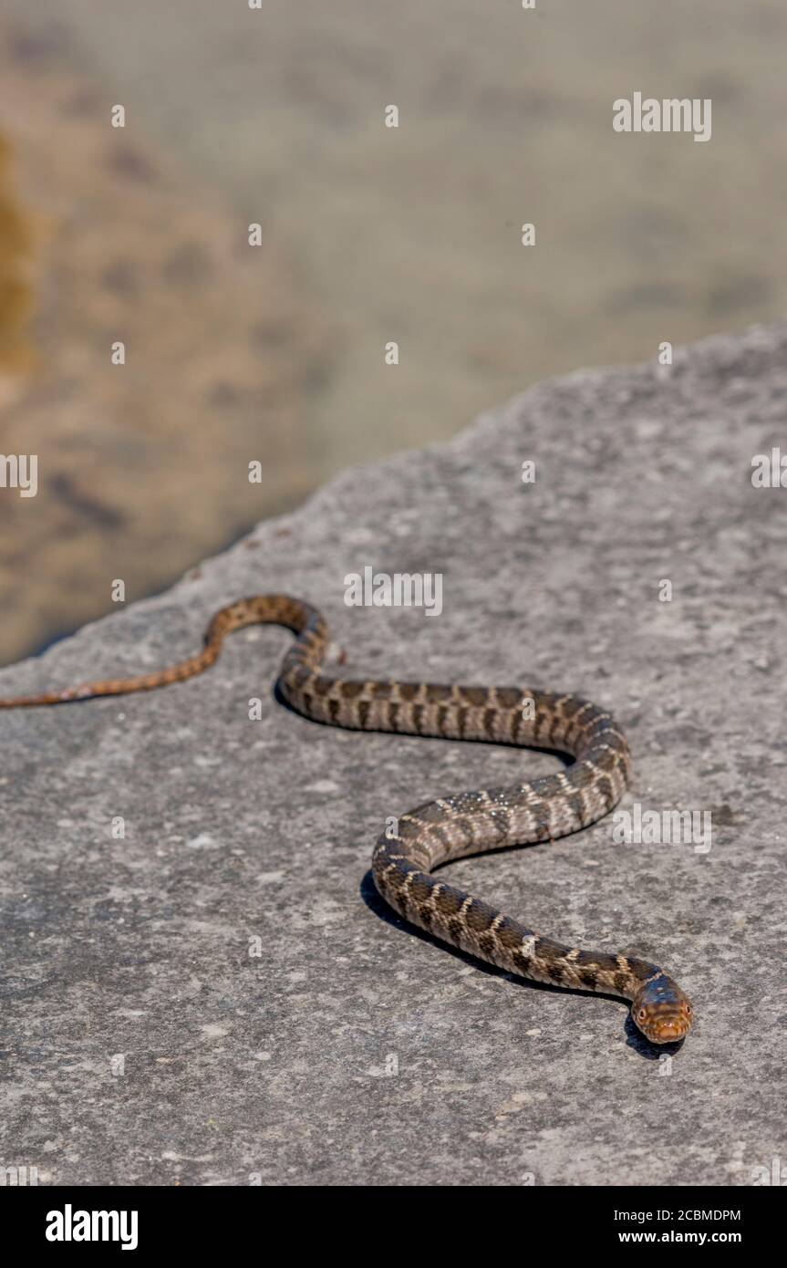 A blotched water snake (Nerodia erythrogaster transversa) is crawling ...