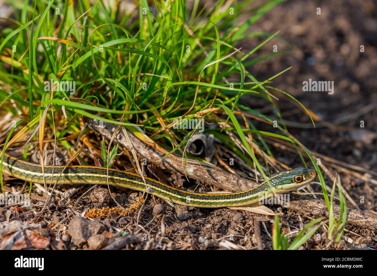 A Garter snake is crawling through leaves in the Hill Country of Texas ...