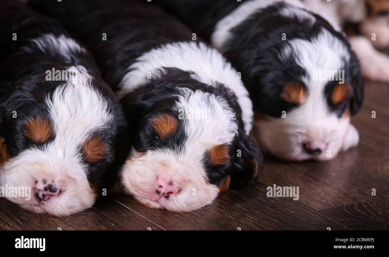F1 Tri-colored Miniature Bernedoodle puppies lying on floor sleeping ...