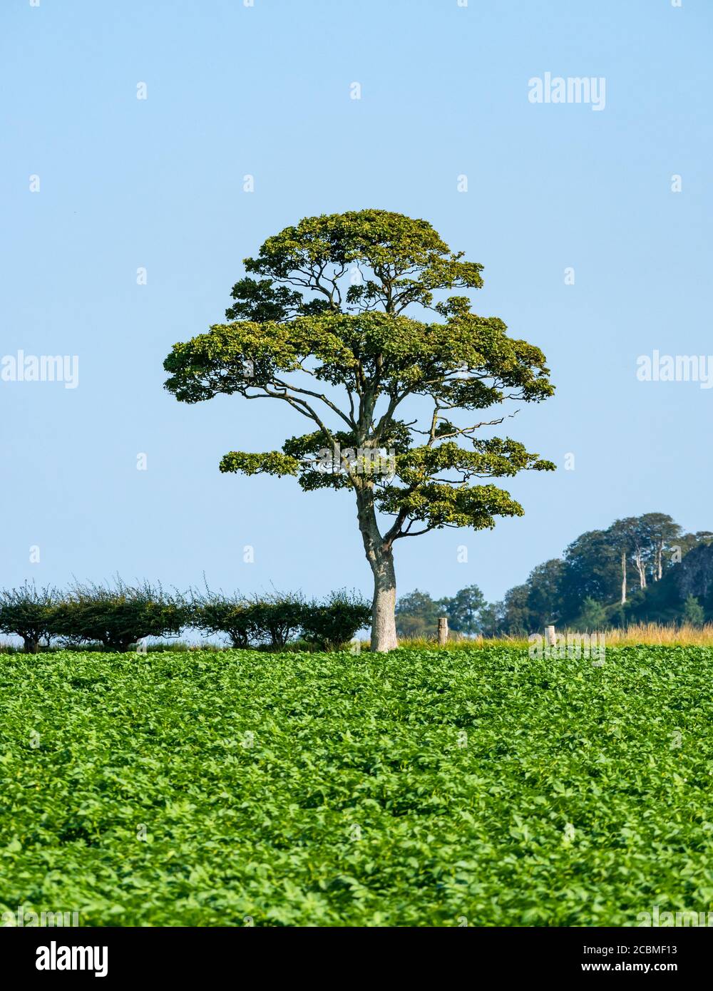 Solitary sycamore tree (Acer pseudoplatanus) in a potato crop field on ...