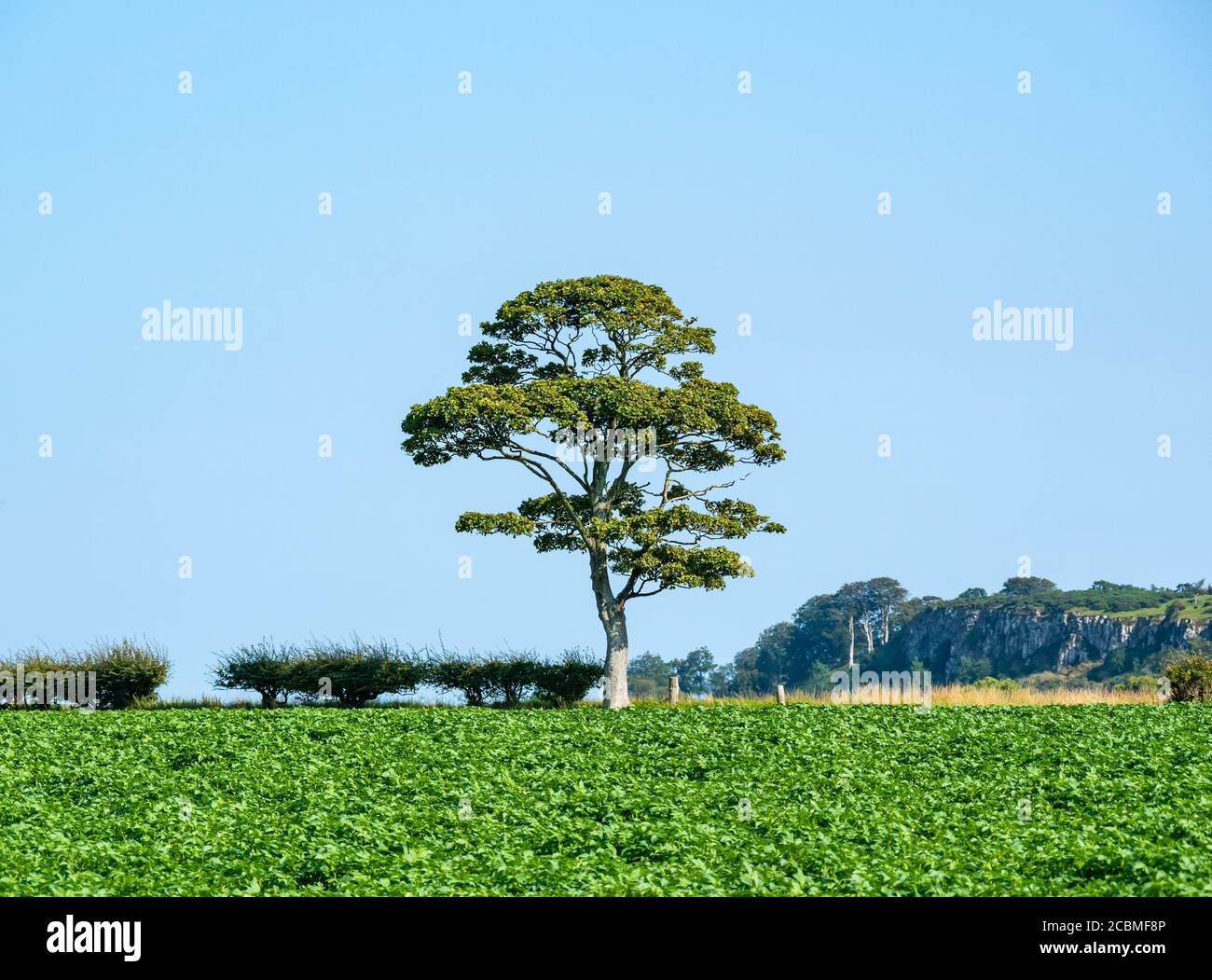 Potato tree hi-res stock photography and images - Alamy