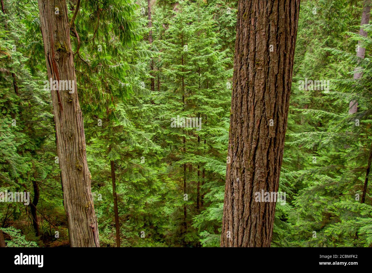 View of the forest from the canopy walkways of the Treetops Adventure ...