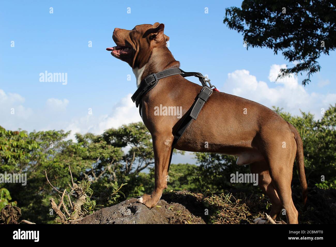 The canelo dog Stock Photo - Alamy