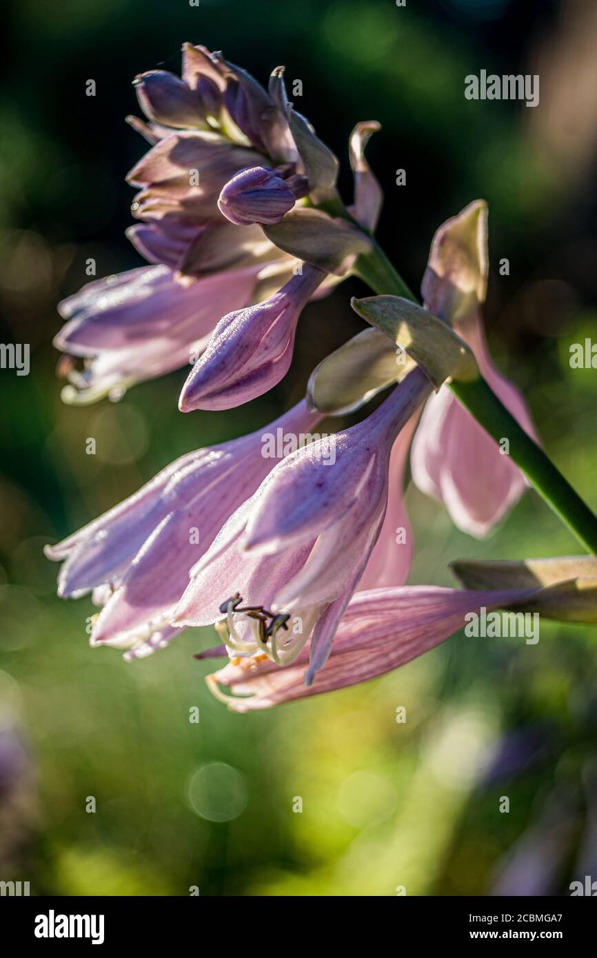 Purple hosta hi-res stock photography and images - Alamy