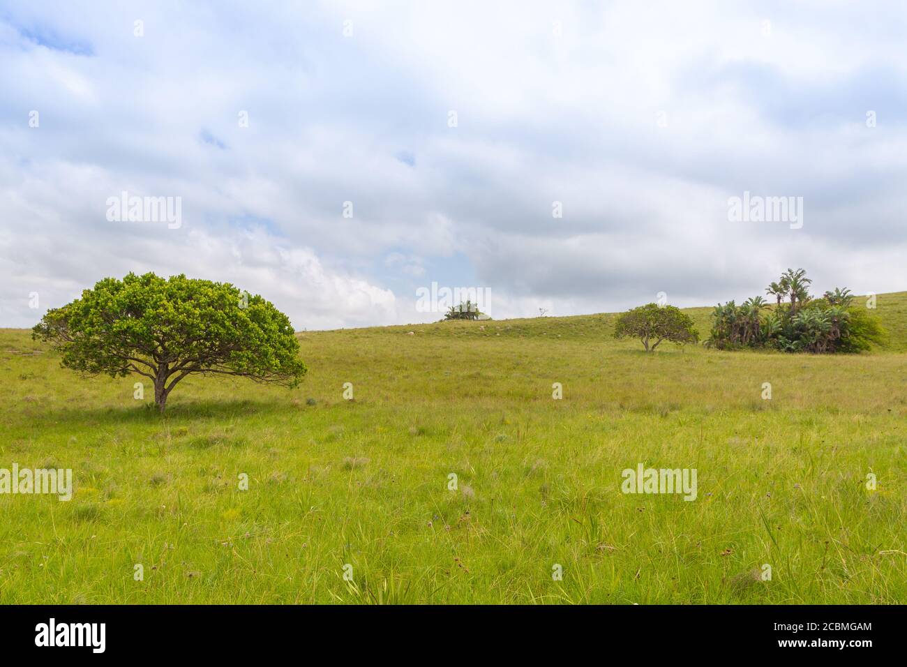 Landscape of the surronding meadows of the Red Desert close to Port ...