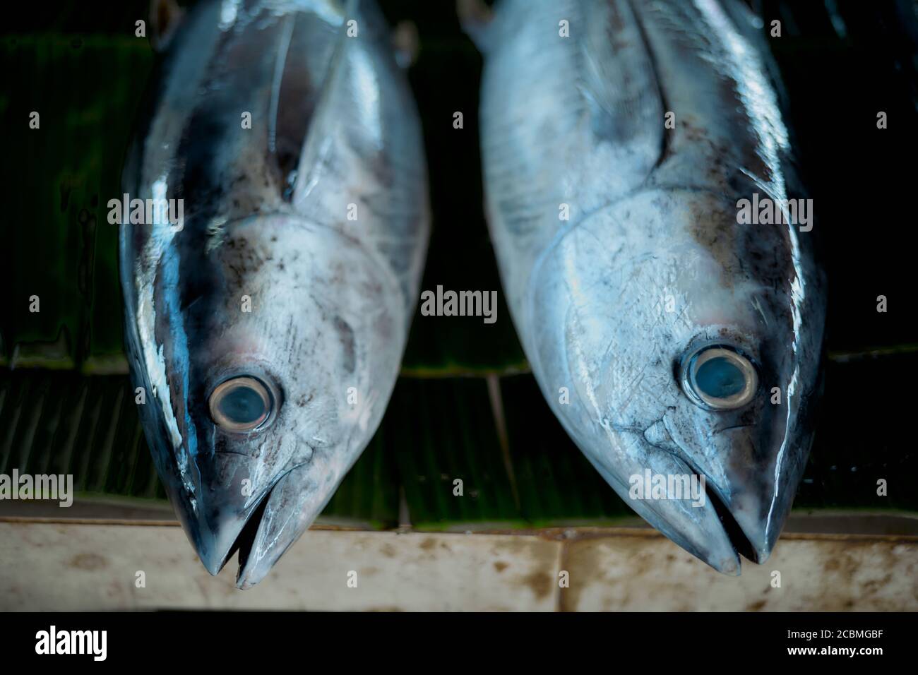 Yellow fin Tuna at Traditional Fish Market Stock Photo - Alamy