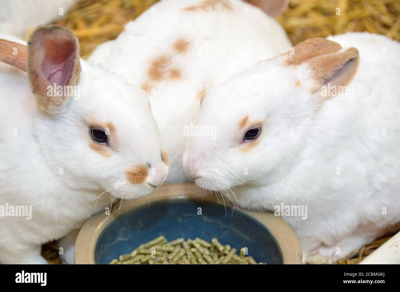 White rabbit face hi-res stock photography and images - Alamy