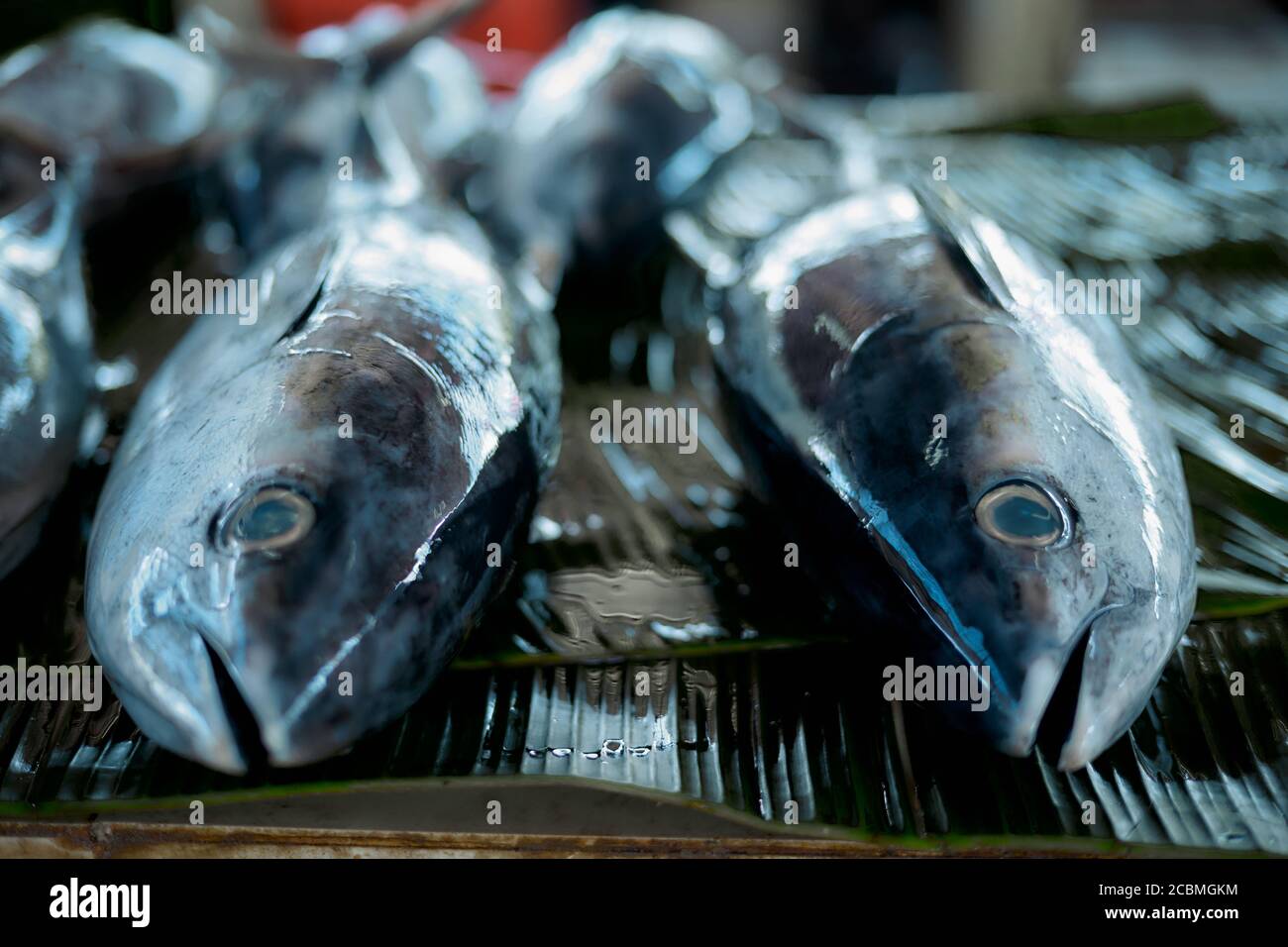 Yellow fin Tuna at Traditional Fish Market Stock Photo - Alamy