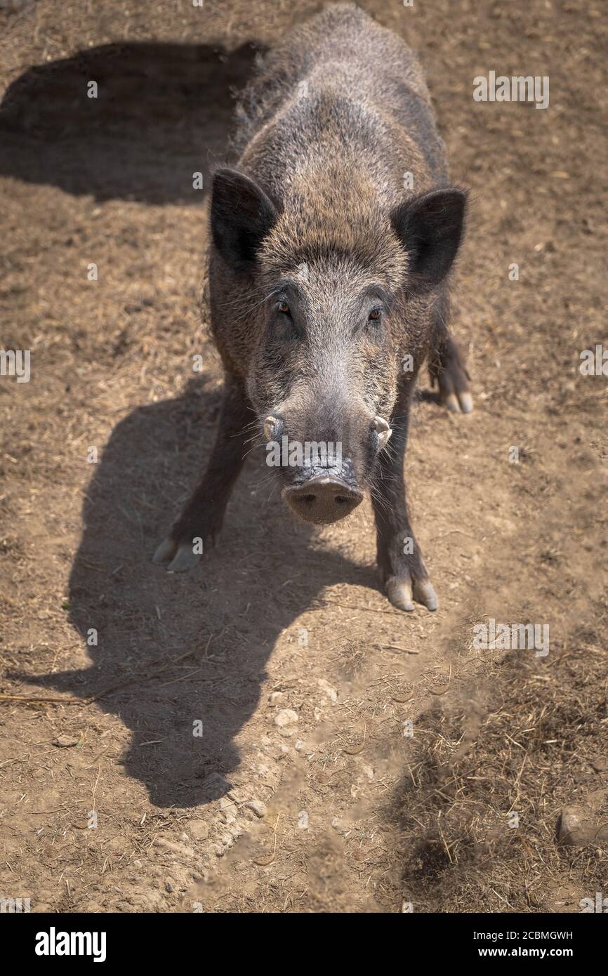 Terrified wild boar. Wild boar in an alert position on a sunny ...