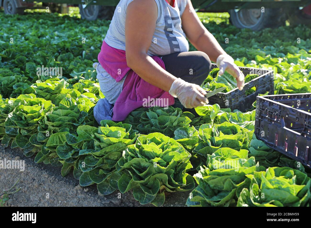 Agricultural salad harvest Stock Photo - Alamy