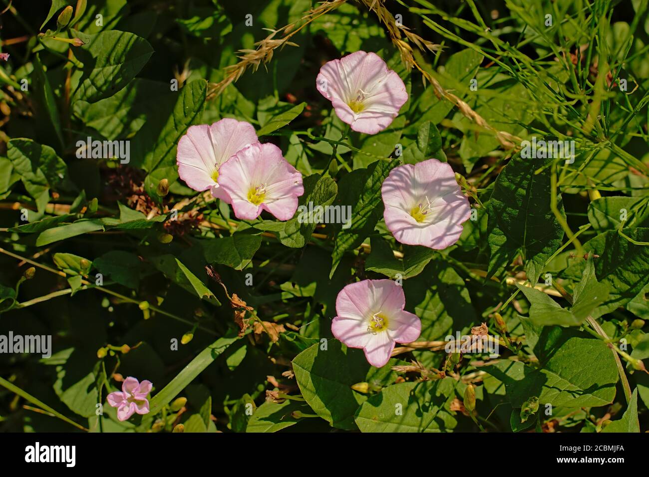 Soft pink hedge bindweed flowers overhead view, - Calystegia sepium ...