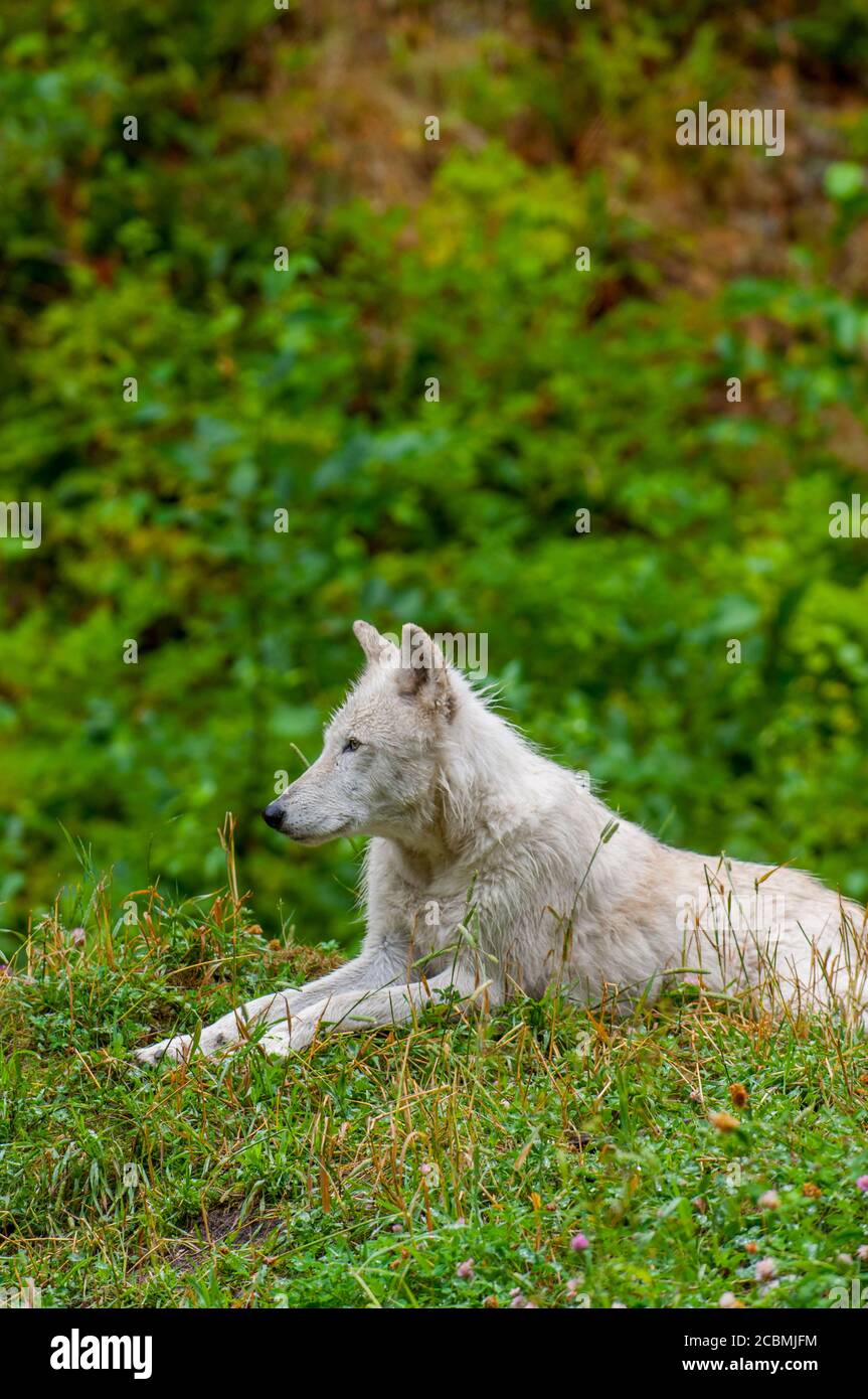Timber wolf canada british columbia hi-res stock photography and images ...