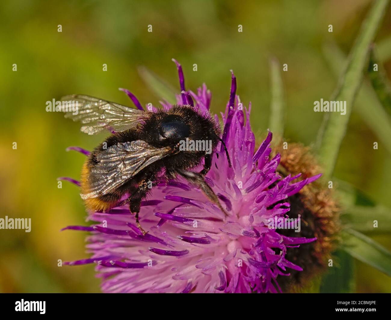Bumblebee on a Bright purple thistle flower close up Stock Photo - Alamy
