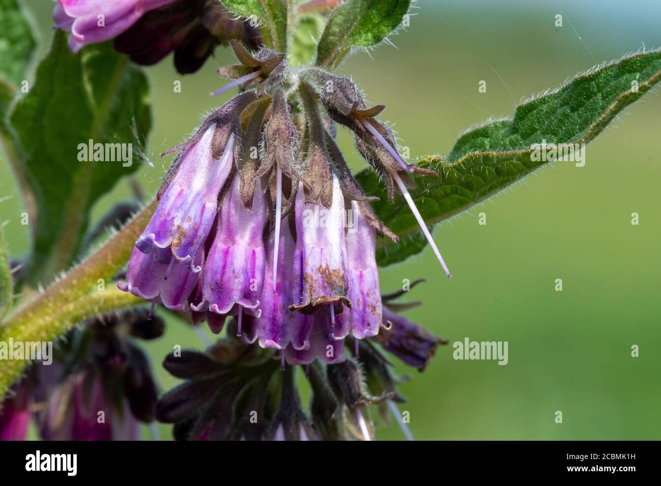 The True Comfrey Symphytum Officinale High Resolution Stock Photography ...