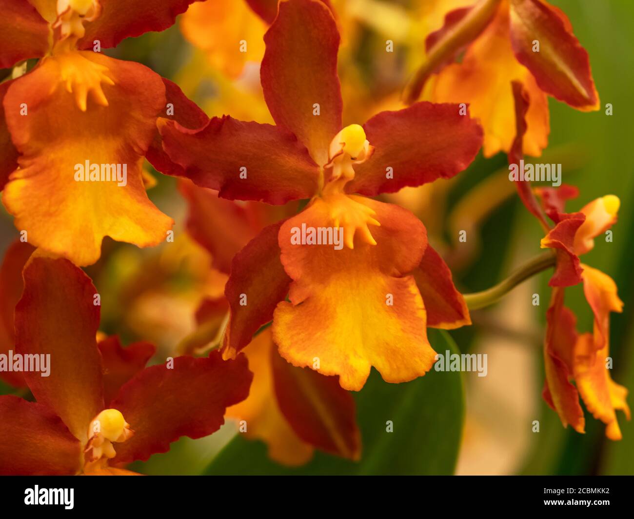 Orange orchid flowers hi-res stock photography and images - Alamy
