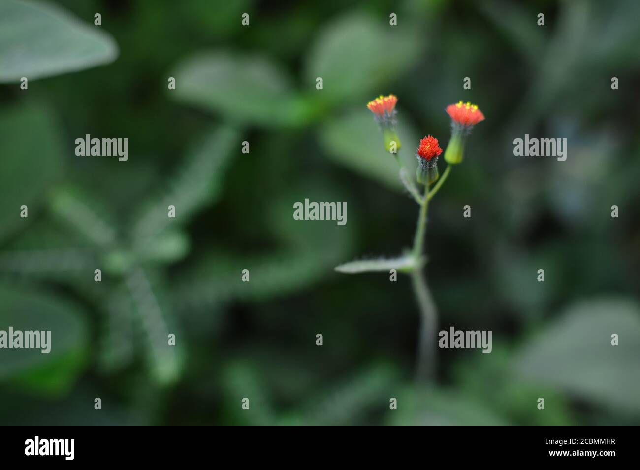 Tassel flower hi-res stock photography and images - Alamy