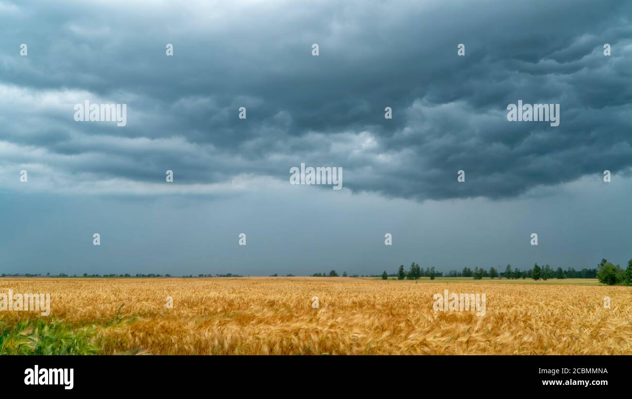 Storm clouds over the wheat field Stock Photo - Alamy