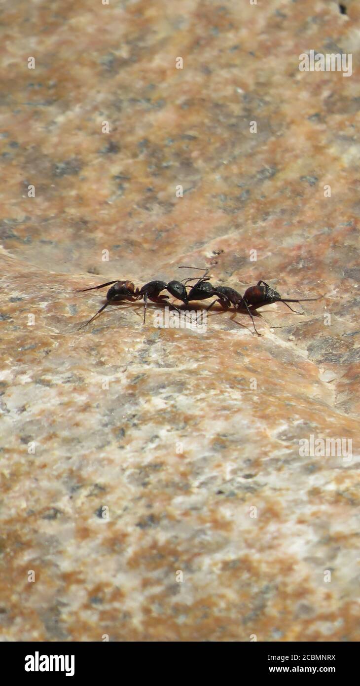 Ant fight nest hi-res stock photography and images - Alamy