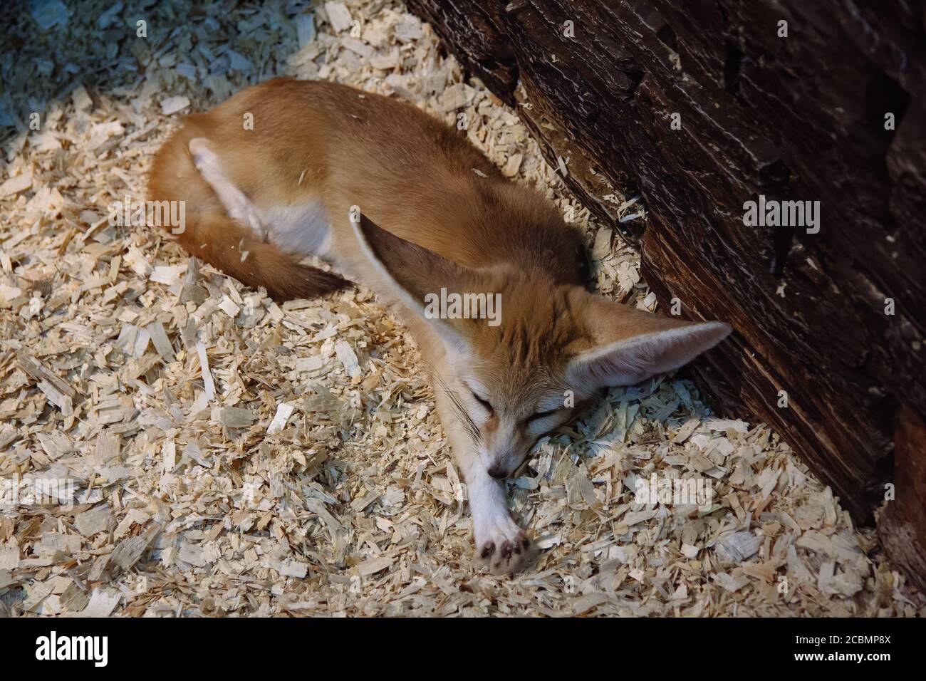 Small cute sleeping fennec fox Stock Photo - Alamy