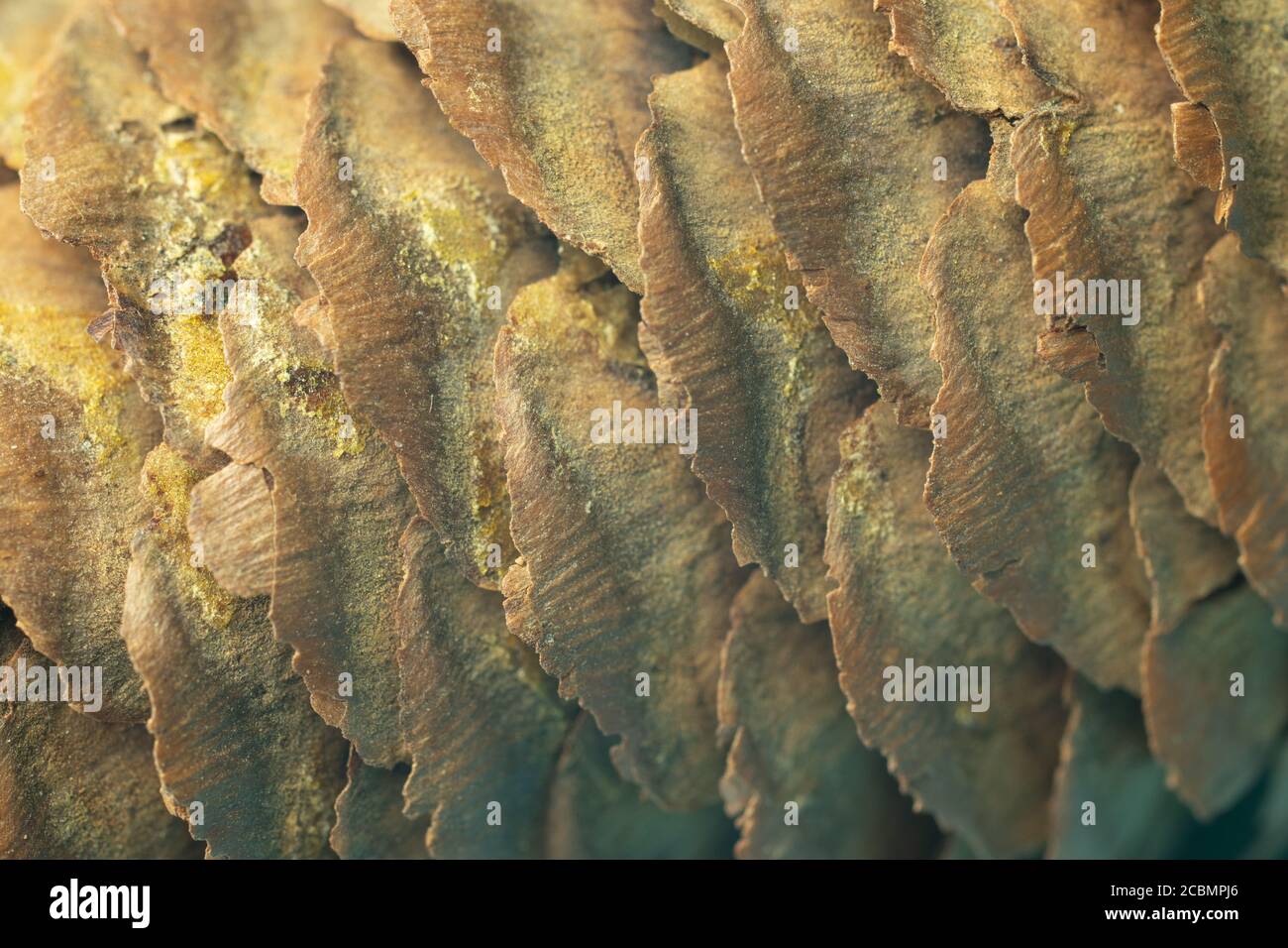 Wood Cone Texture background copy space. Textured backdrop Stock Photo ...