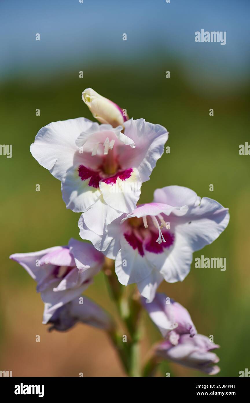 White Gladiolus High Resolution Stock Photography and Images - Alamy