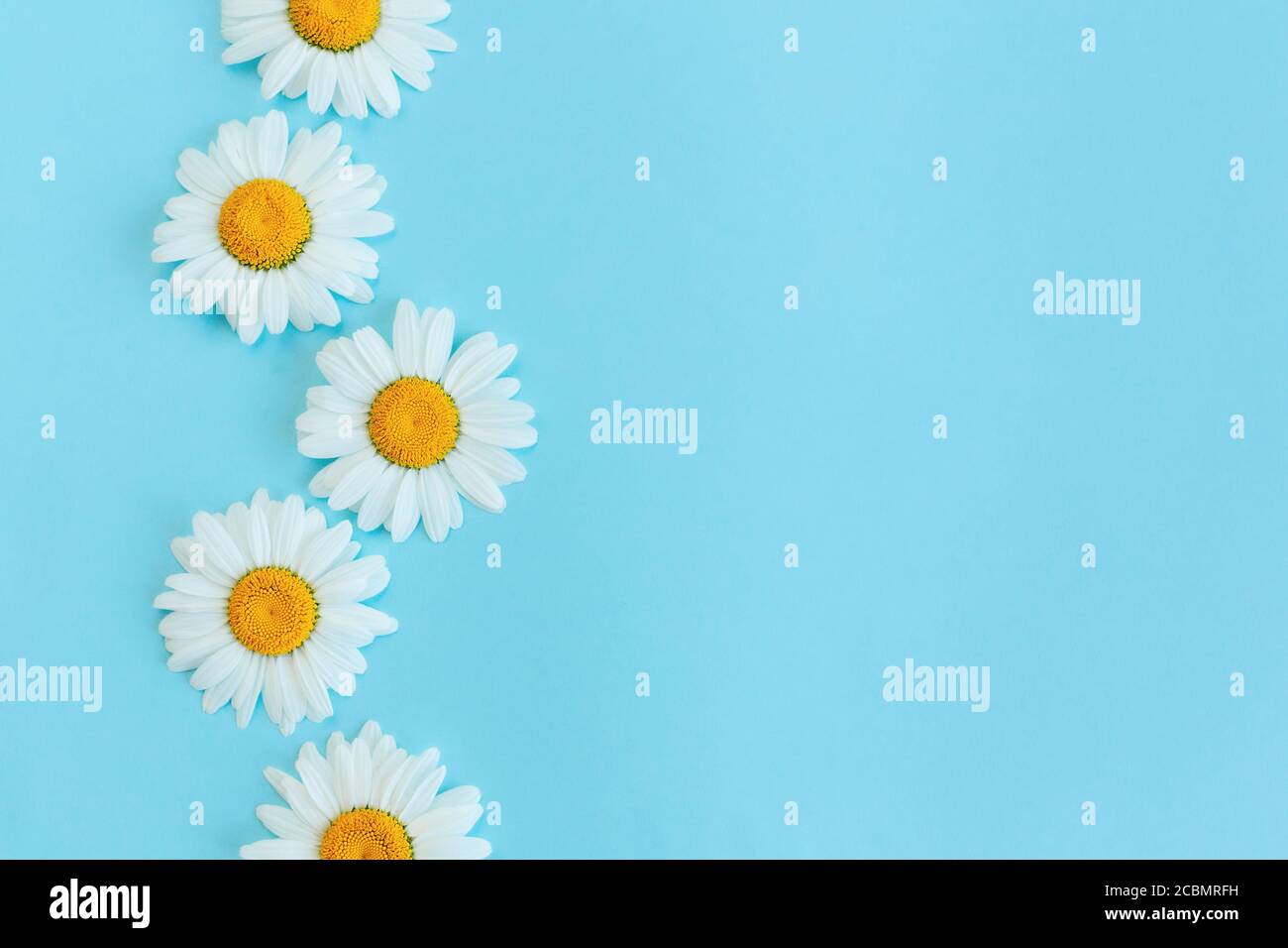 Beautiful white daisy flowers on a light blue background. Greeting card ...