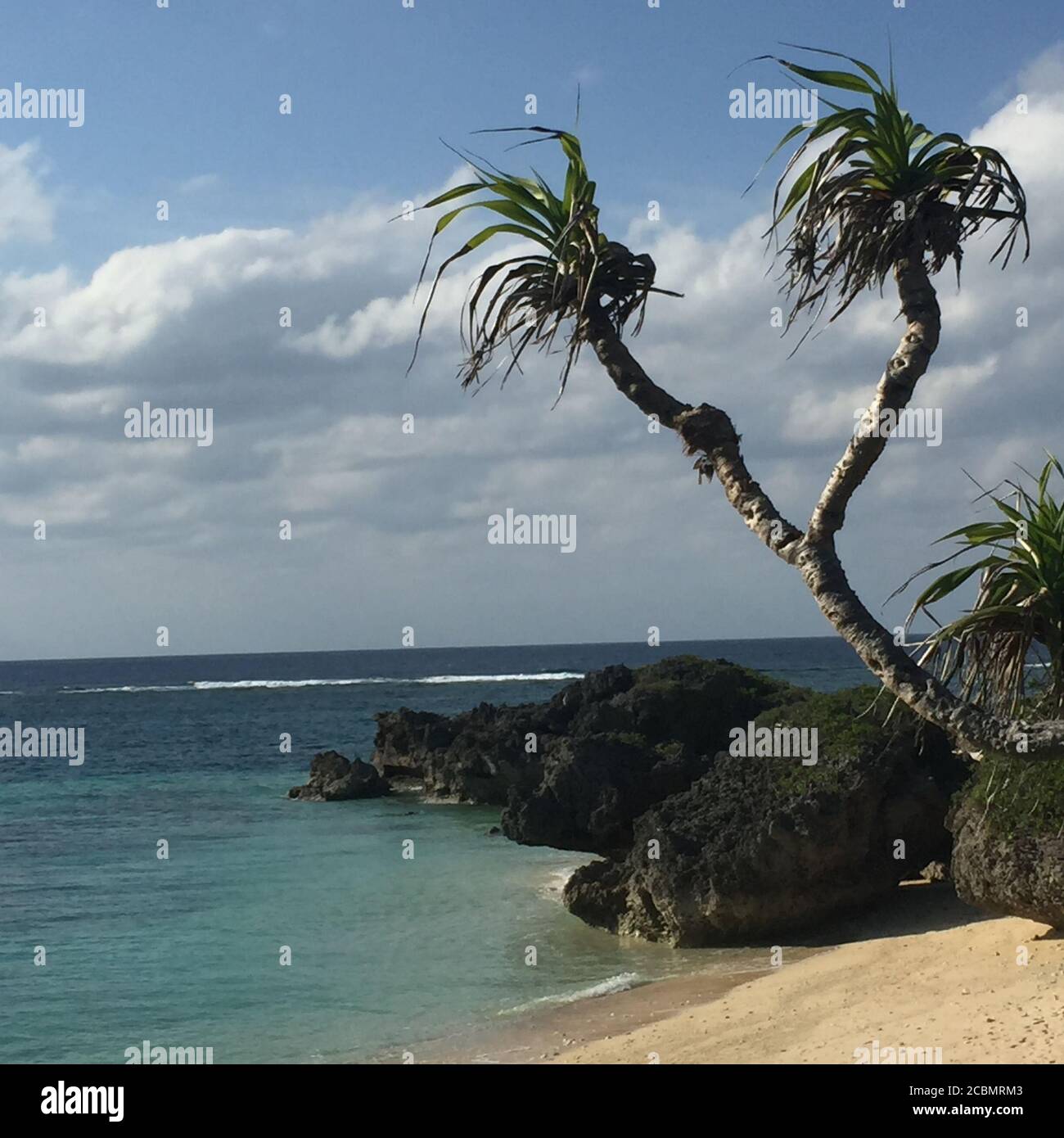 Y shaped tree hi-res stock photography and images - Alamy