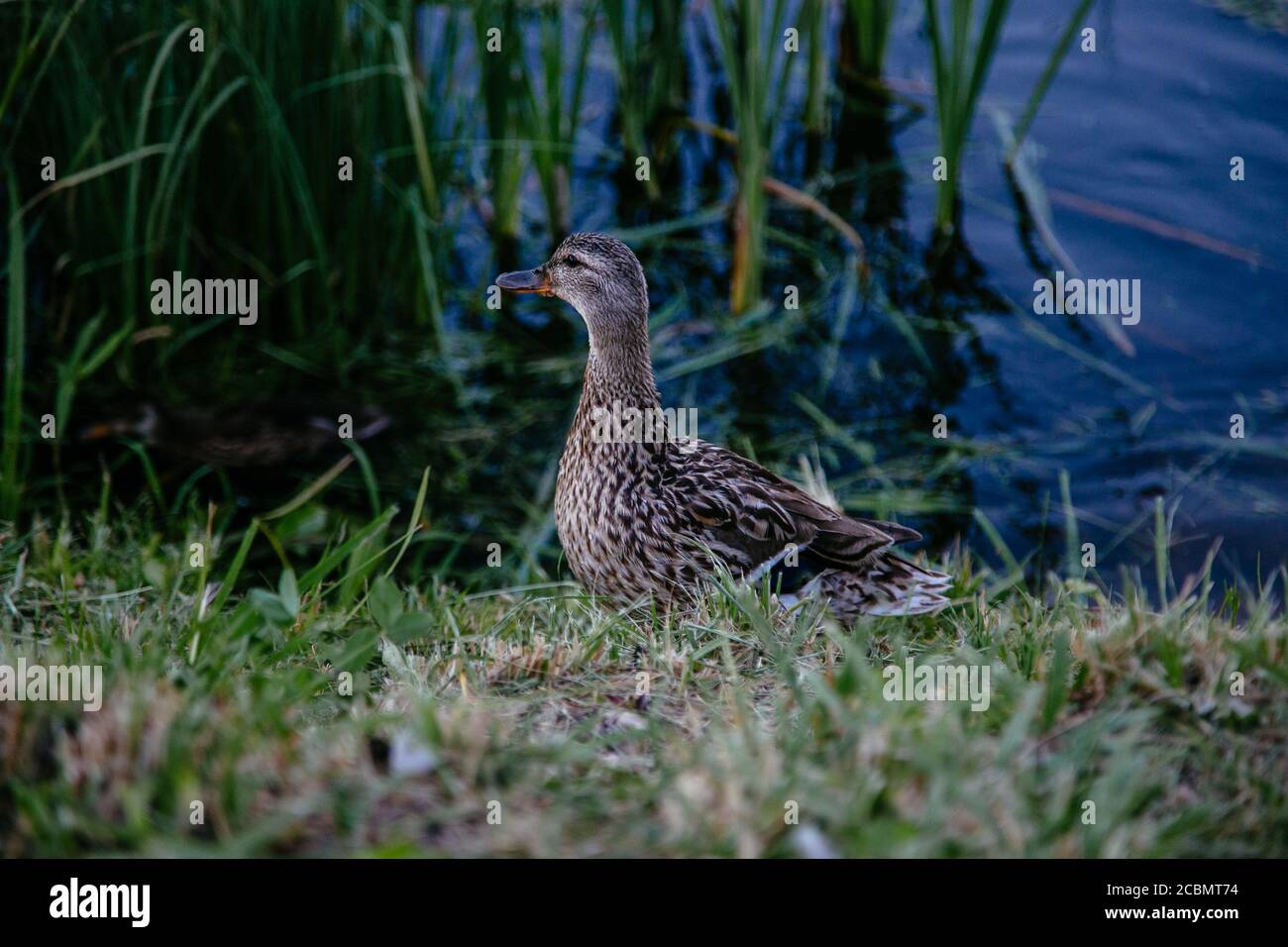 Gray duck hi-res stock photography and images - Alamy