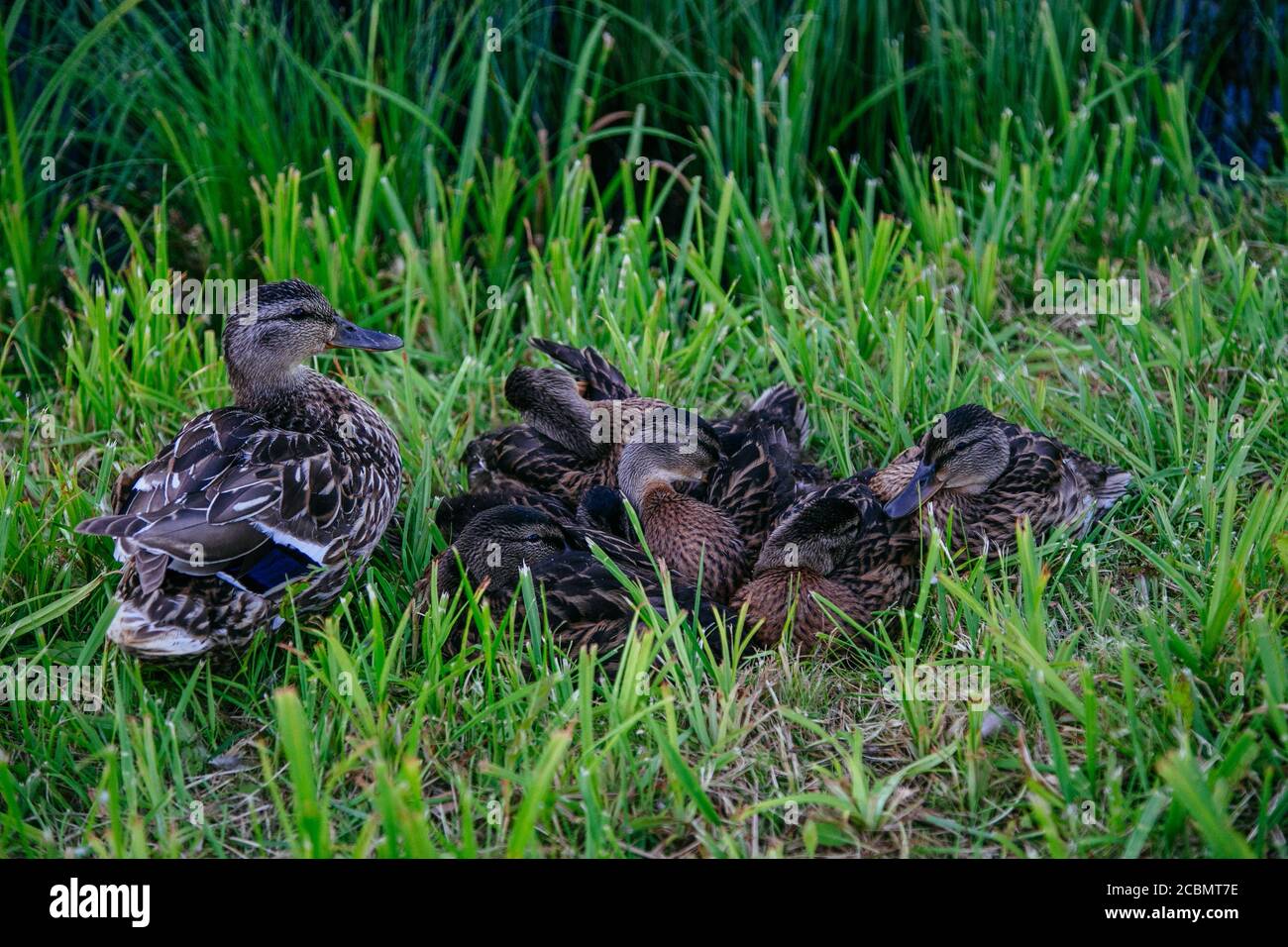 Gray ducks hi-res stock photography and images - Alamy
