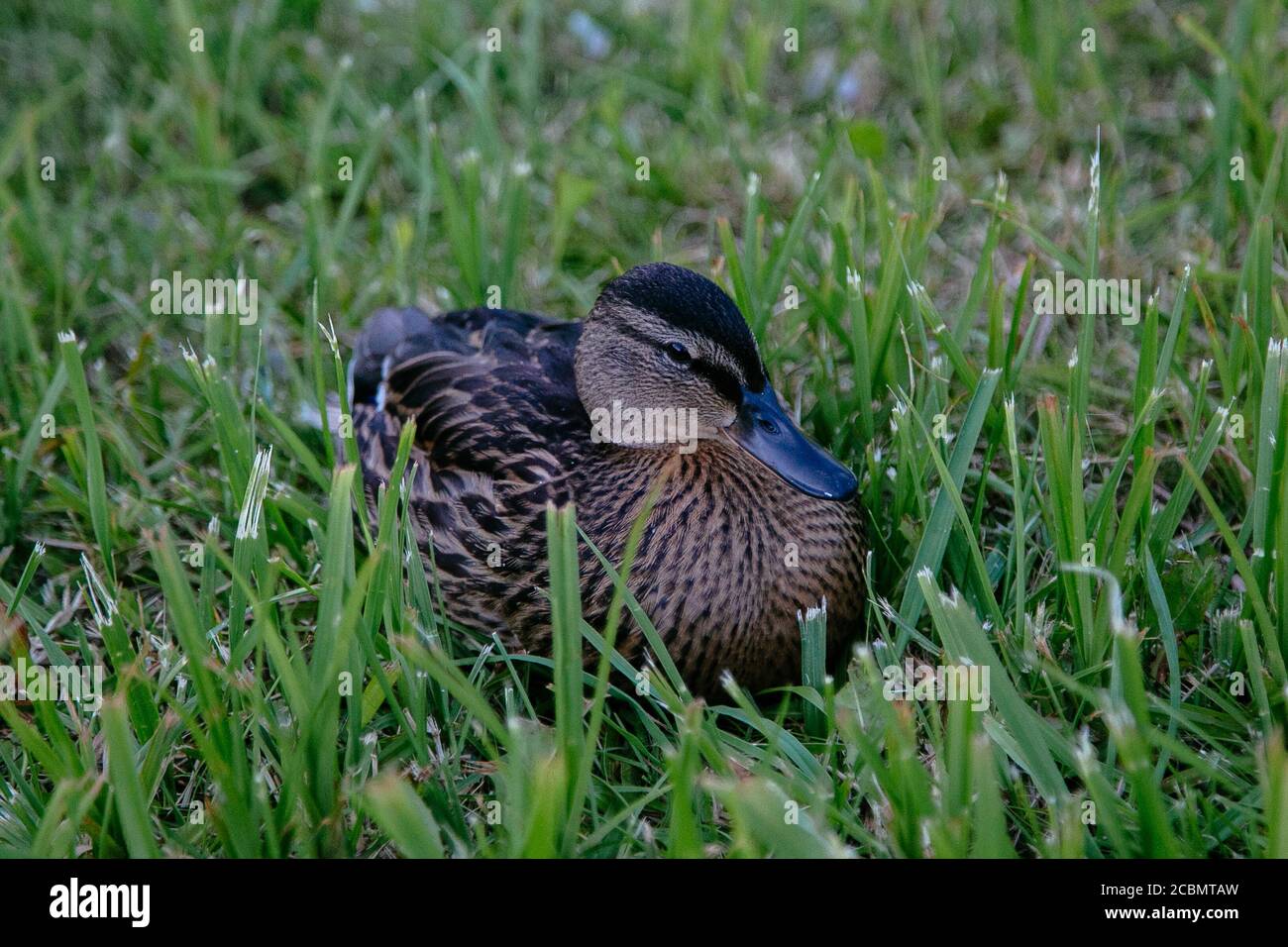 Gray ducks hi-res stock photography and images - Alamy
